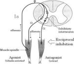 Reciprocal Inhibition – Why You Need to Know About It – Summit ...